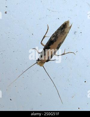 Bird Nest Moth (Monopis crocicapitella Stock Photo - Alamy