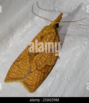 Reticulated Fruitworm Moth (Cenopis reticulatana Stock Photo - Alamy
