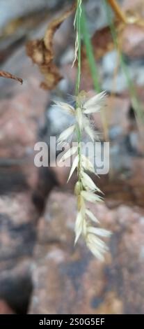 Persian Melic Grass (Melica persica Stock Photo - Alamy