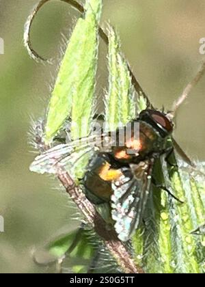 Australian Sheep Blow Fly (Lucilia cuprina Stock Photo - Alamy