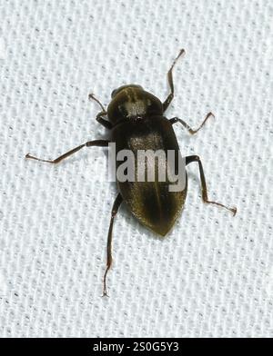 Contrasted Long-toed Water Beetle (Helichus lithophilus), Insecta, Lake ...