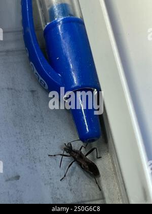 Black Fuzzy Broad-headed Bug (Alydus eurinus Stock Photo - Alamy