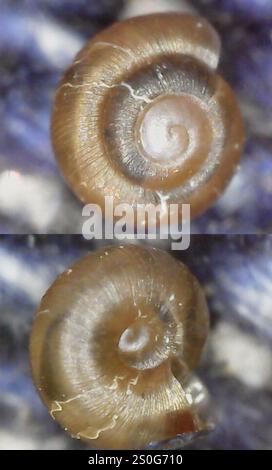 Dwarf Snail (Punctum pygmaeum Stock Photo - Alamy