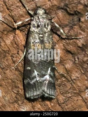 Zimmerman Pine Moth (Dioryctria zimmermani Stock Photo - Alamy
