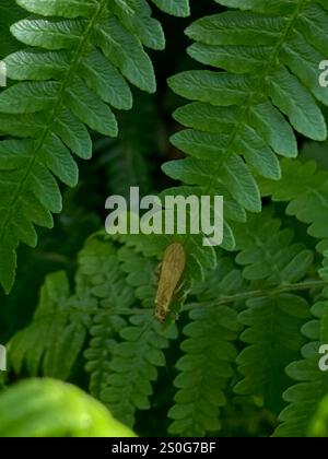Yellow Sally Stonefly (Isoperla grammatica Stock Photo - Alamy