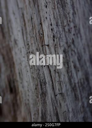 Snag Pin (Mycocalicium subtile Stock Photo - Alamy