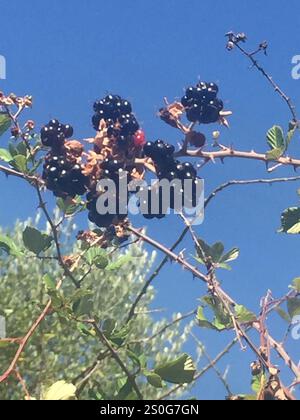 Holy Bramble (Rubus creticus Stock Photo - Alamy