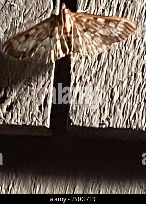 Serpentine Webworm Moth (Herpetogramma aeglealis Stock Photo - Alamy