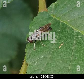 Leafwalkers and Forest Flies (Xylota Stock Photo - Alamy