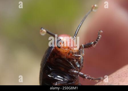 Red-headed Cockroach (Deropeltis erythrocephala) Insecta Stock Photo ...