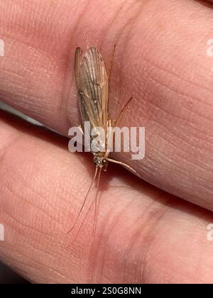 Giant Casemaker Caddisflies (Phryganeidae Stock Photo - Alamy
