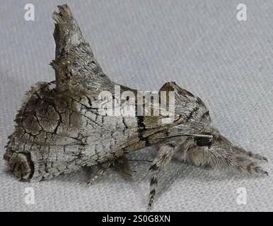 Black-lined Carpenterworm Moth (Inguromorpha basalis Stock Photo - Alamy
