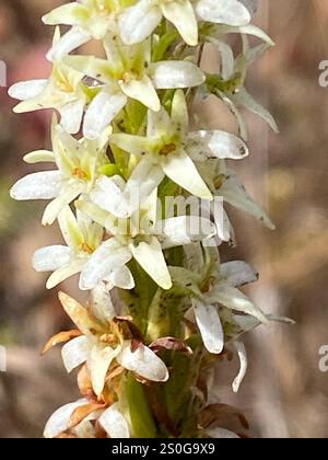 Elegant Rein Orchid (Platanthera elegans Stock Photo - Alamy