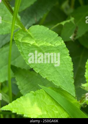 smooth hedgenettle (Stachys tenuifolia Stock Photo - Alamy