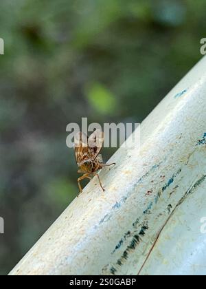 True Hoppers (Auchenorrhyncha Stock Photo - Alamy