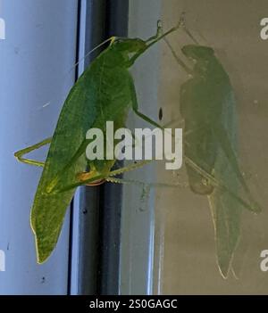 Modest Katydid (Montezumina modesta Stock Photo - Alamy
