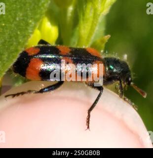 Red-blue Checkered Beetle (Trichodes nuttalli Stock Photo - Alamy