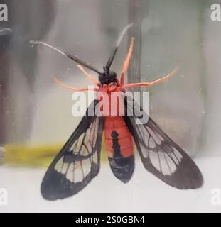 Scarlet-bodied Wasp Moth (Cosmosoma myrodora Stock Photo - Alamy