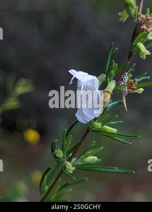 Largeflower False Rosemary (Conradina grandiflora Stock Photo - Alamy