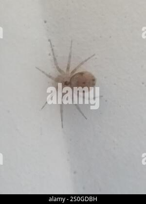 Wall Spider (Oecobius navus Stock Photo - Alamy