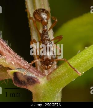 Woodland Red Ant (Myrmica ruginodis) Insecta Stock Photo - Alamy