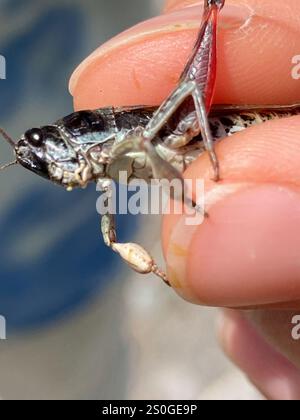 Club-legged Grasshopper (Gomphocerus sibiricus Stock Photo - Alamy