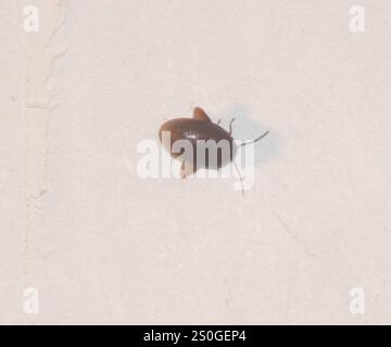 Marsh Beetles (Scirtidae Stock Photo - Alamy