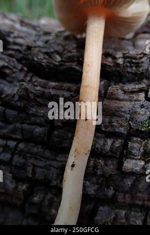 Rose-gilled Fibercap (Inocybe roseifolia Stock Photo - Alamy