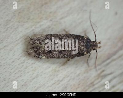 Dark Groundling (Bryotropha affinis Stock Photo - Alamy