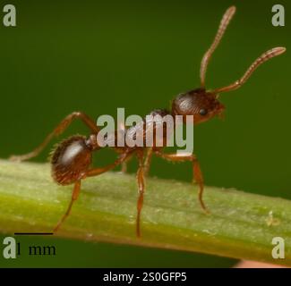 Woodland Red Ant (Myrmica ruginodis) Insecta Stock Photo - Alamy