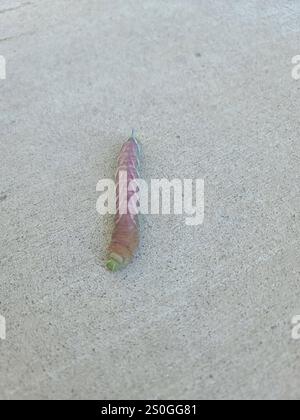 Great Ash Sphinx (Sphinx chersis Stock Photo - Alamy