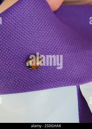 LeConte's Giant Lady Beetle (Anatis lecontei Stock Photo - Alamy