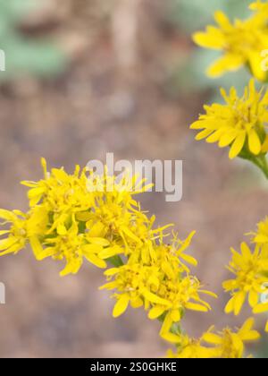 velvety goldenrod (Solidago velutina Stock Photo - Alamy