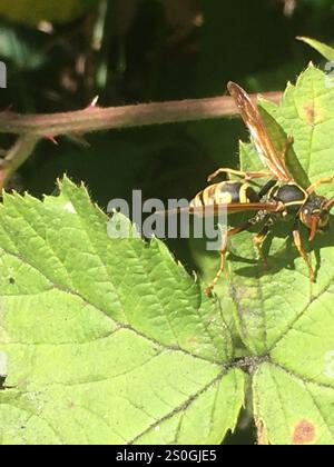Golden Paper Wasp (Polistes aurifer Stock Photo - Alamy