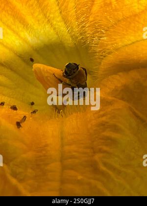 Pruinose Squash Bee (Xenoglossa pruinosa Stock Photo - Alamy