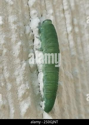 Curled Rose Sawfly (Allantus cinctus Stock Photo - Alamy
