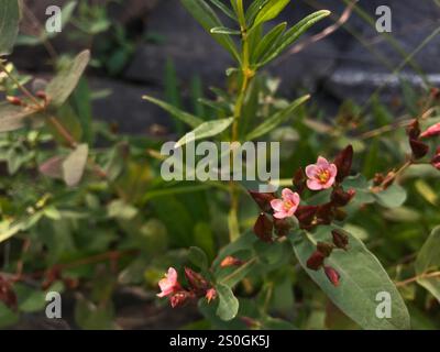 Fraser's marsh St. John's-wort (Hypericum fraseri Stock Photo - Alamy