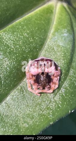 Cornfield Bolas Spider (Mastophora hutchinsoni) Arachnida Stock Photo ...