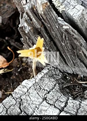 green-band mariposa lily (Calochortus macrocarpus macrocarpus Stock ...