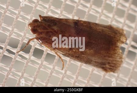 Warted Knot-horn (Acrobasis repandana Stock Photo - Alamy