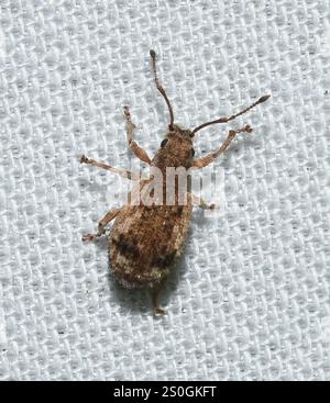 Peach Root Weevil (Pseudoedophrys hilleri), Insecta, Raleigh Stock ...