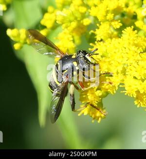 Four-lined Hornet Fly (Spilomyia sayi Stock Photo - Alamy