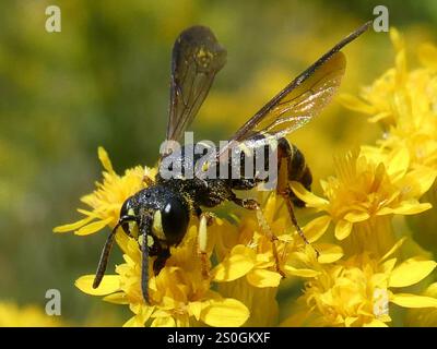 Typical Weevil Wasps and Allies (Cerceris), Insecta, Thompson-Nicola ...