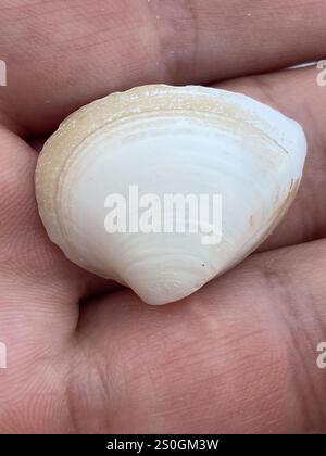 Atlantic Rangia (Rangia cuneata Stock Photo - Alamy