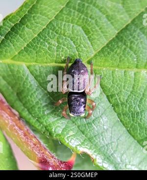 Sun Jumping Spiders (Heliophanus Stock Photo - Alamy