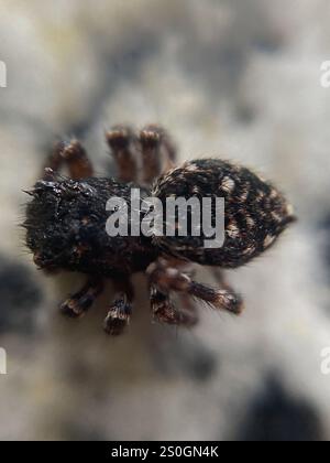 Downy jumping spider (Attulus pubescens) Arachnida Stock Photo - Alamy