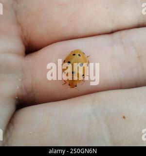 Bryony Ladybird (Henosepilachna argus Stock Photo - Alamy