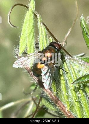 Australian Sheep Blow Fly (Lucilia cuprina), Insecta, Bertonley Ave ...