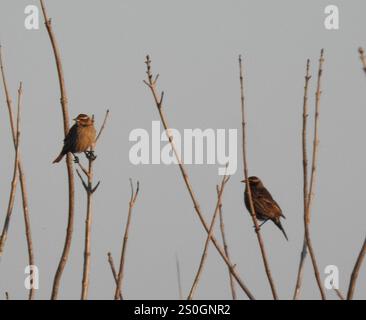 Yellow-winged Blackbird (Agelasticus thilius) Aves Stock Photo - Alamy