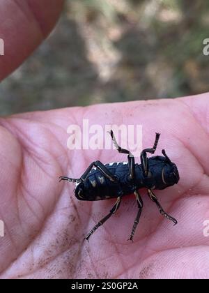 Texas Ironclad Beetle (Zopherus nodulosus haldemani Stock Photo - Alamy